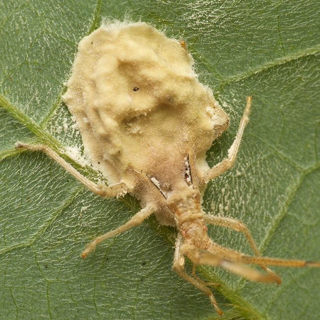 ムシをデザインしたのはダレ？: 適当にディフューザー2