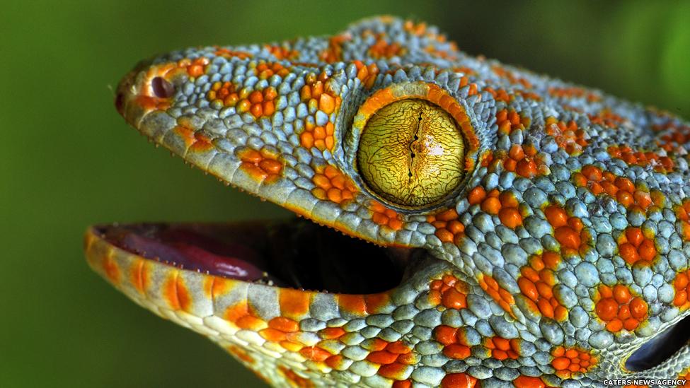 Animales coloridos - Imagui