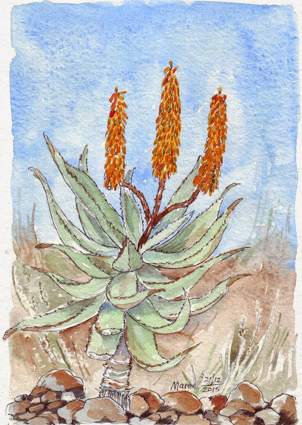 The Succulent and Cactus Lady (that's me!): Succulent Paintings