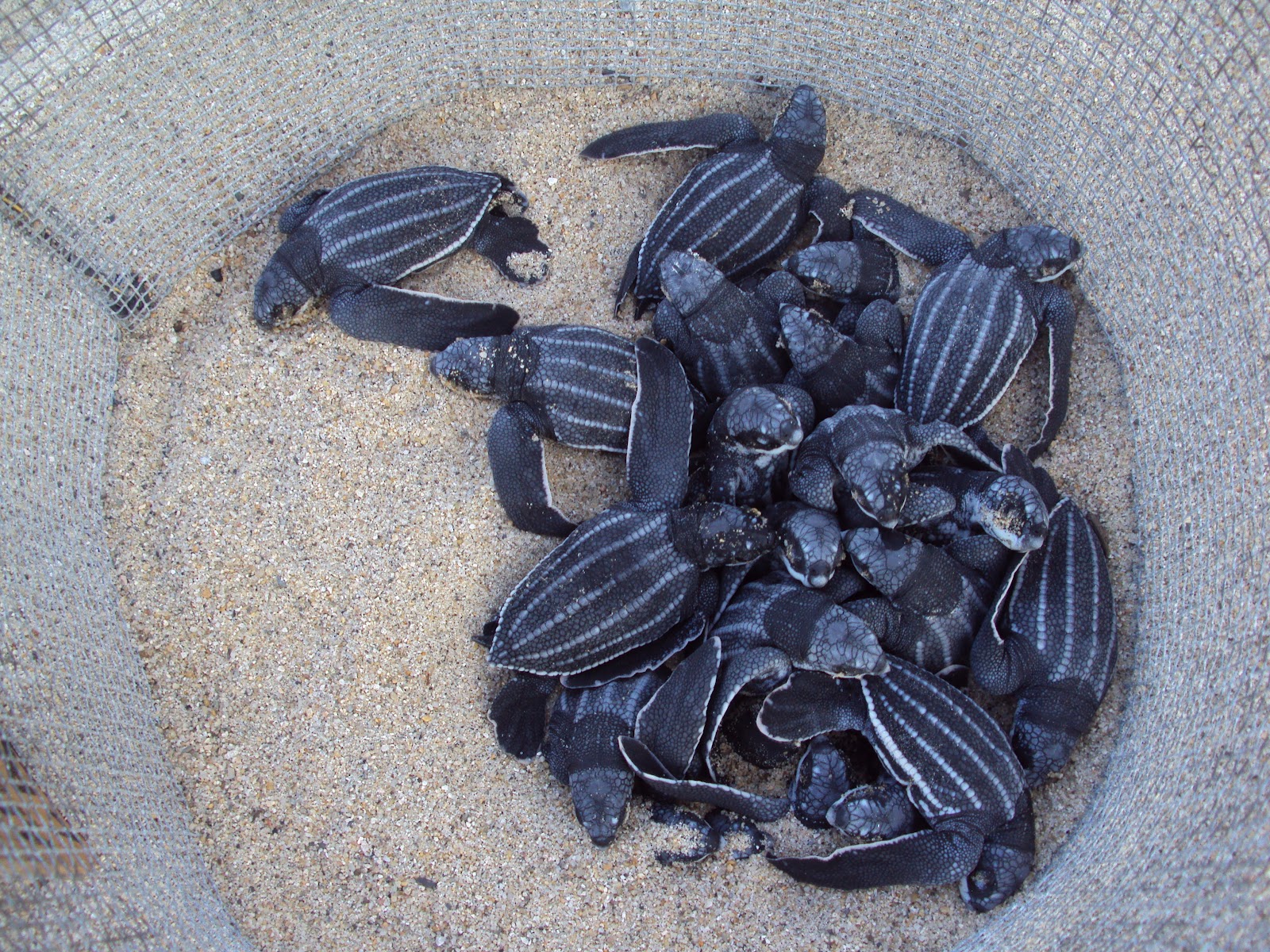 Marine Turtle Conservationist Sirenito Macho: Van A ver una diosa ...