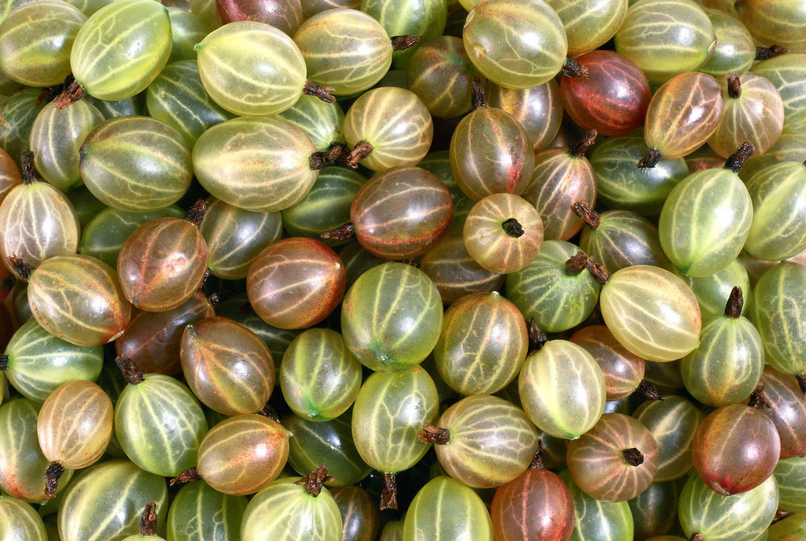 Wallpaper - Photo and Images