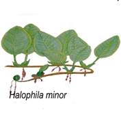 Just Know: jenis-jenis lamun