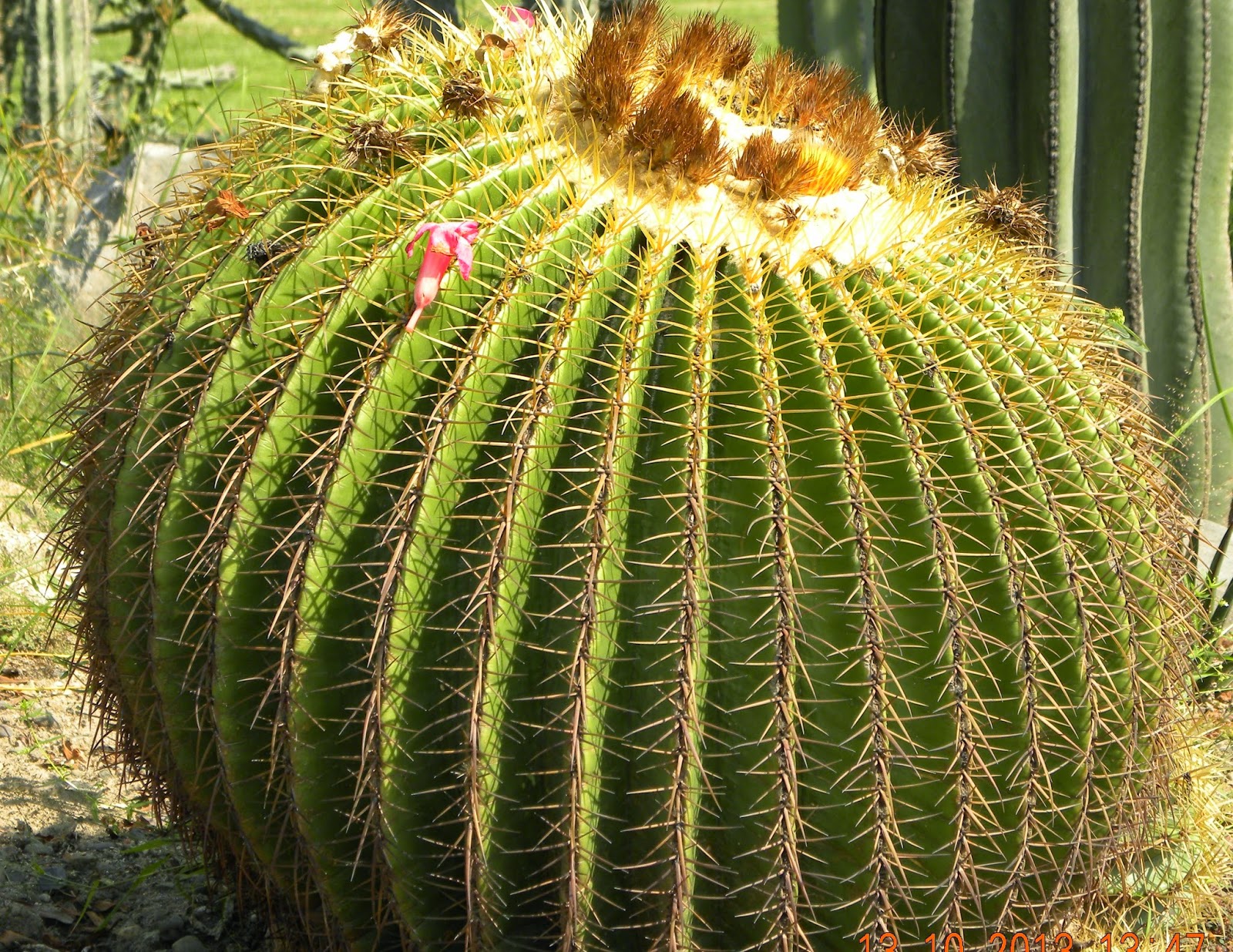 VISIT THE WORLD THRU THE EYES OF MAHESH AND DIVYA : Cactus Garden ...