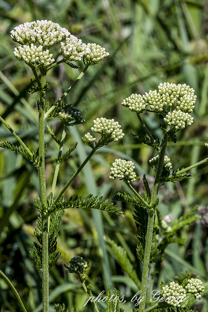"What's Blooming Now" : Western Yarrow (Achillea millefolium L. var ...
