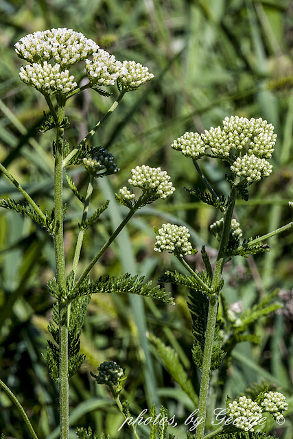 "What's Blooming Now" : Western Yarrow (Achillea millefolium L. var ...