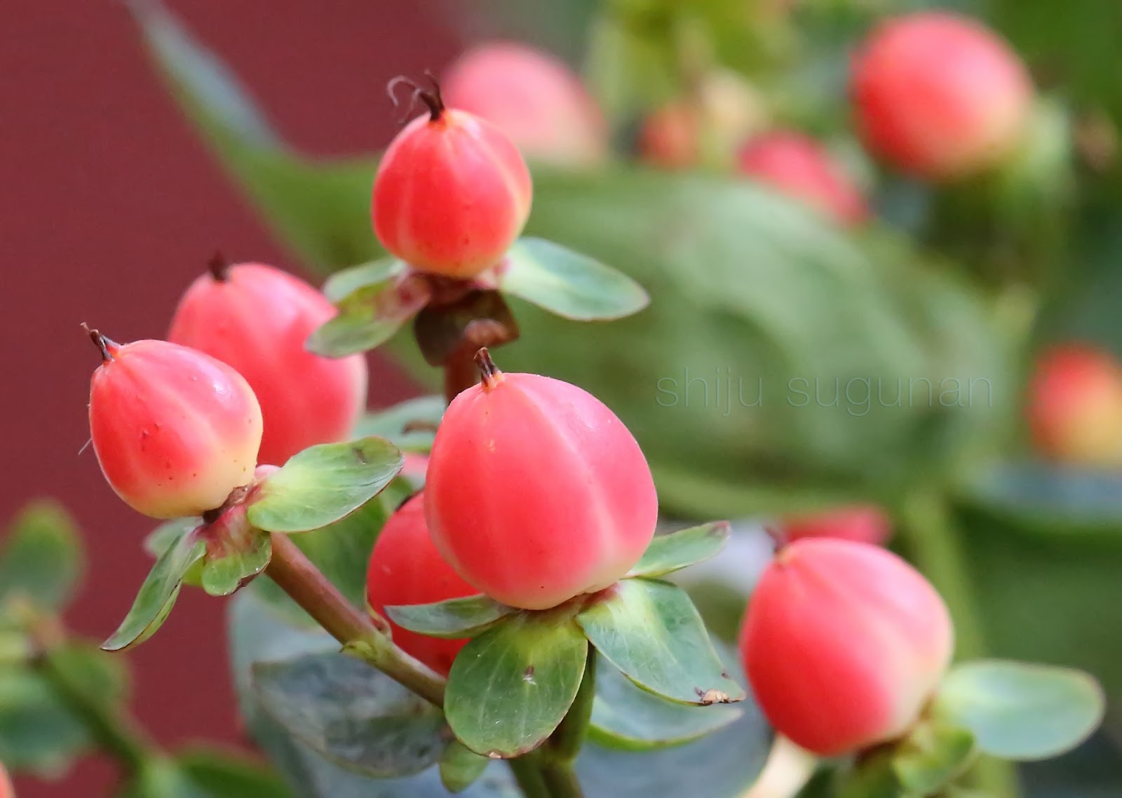 Cranium Bolts: Lalbagh flower show 2020