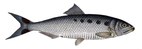 Allis Shad - Characteristics, Habitat, Behaviour, Diet and Images