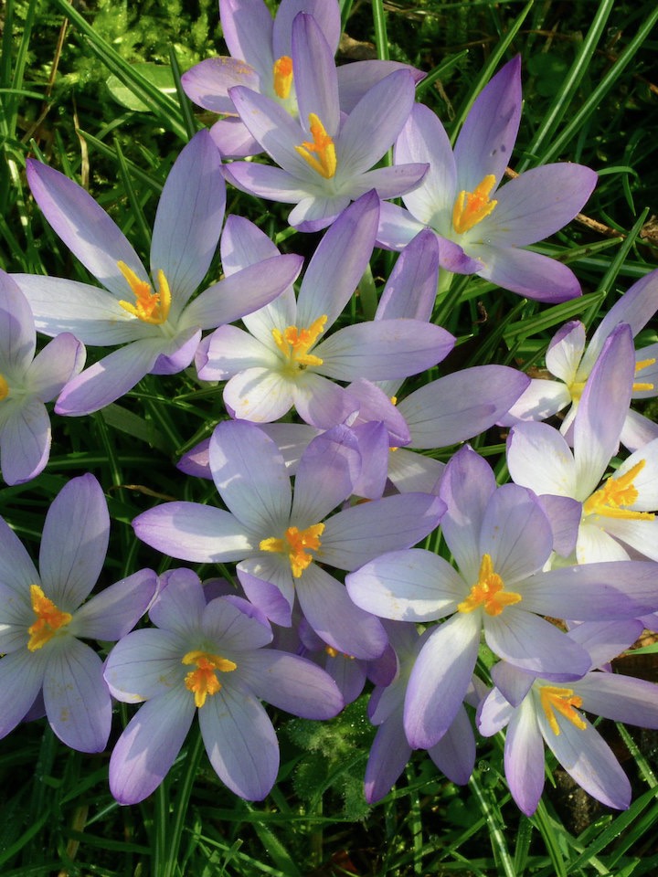 Nature and Weather in SE England: February flowers