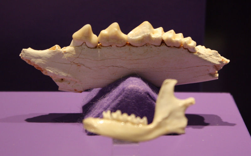 History of Geology: History of Paleomammology: The sabre-toothed ...