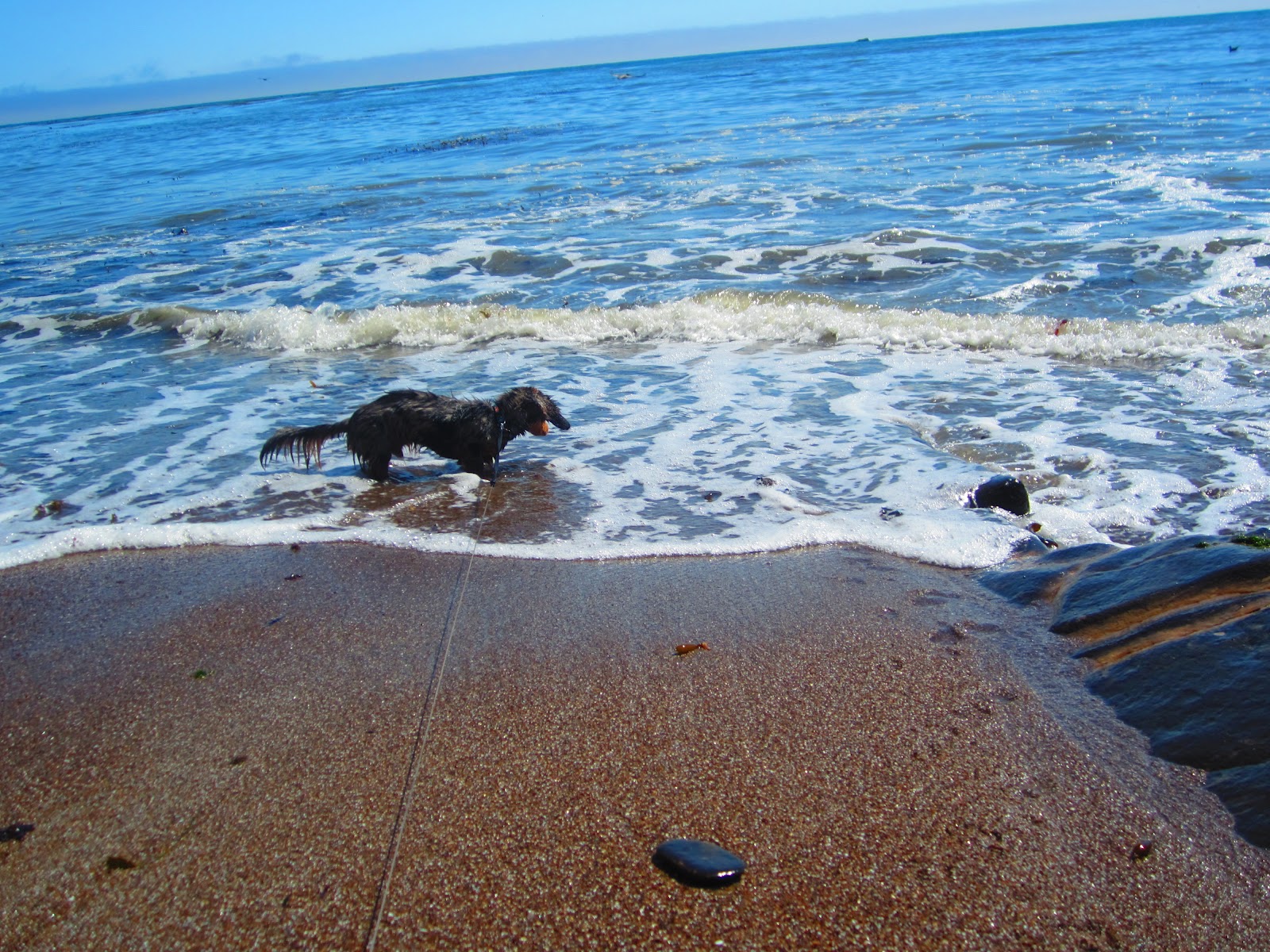 ChirpinBirdie: Adventures of the Traveling Wiener