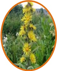 Medicinal Plants in India: Inula racemosa,pushkarmool plant