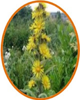 Medicinal Plants in India: Inula racemosa,pushkarmool plant