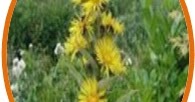 Medicinal Plants in India: Inula racemosa,pushkarmool plant