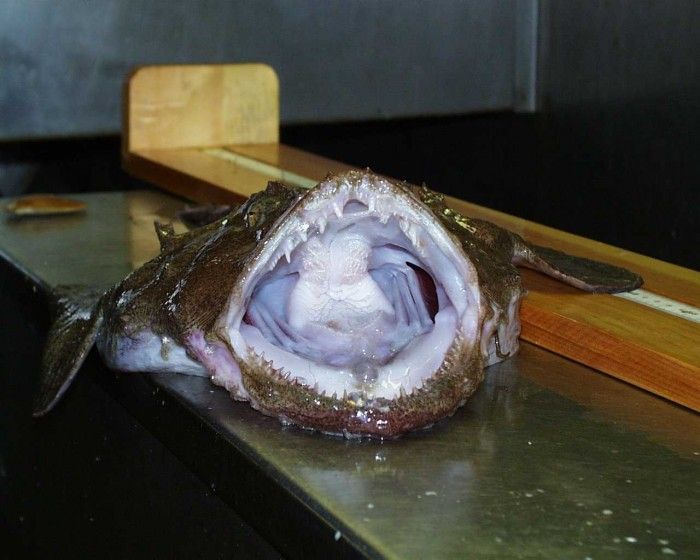 Real Monstrosities: Monkfish