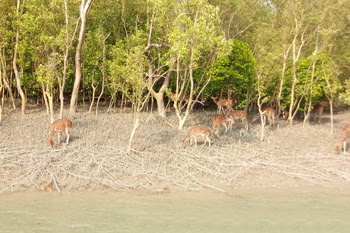 A weekend at the Sundarban with family