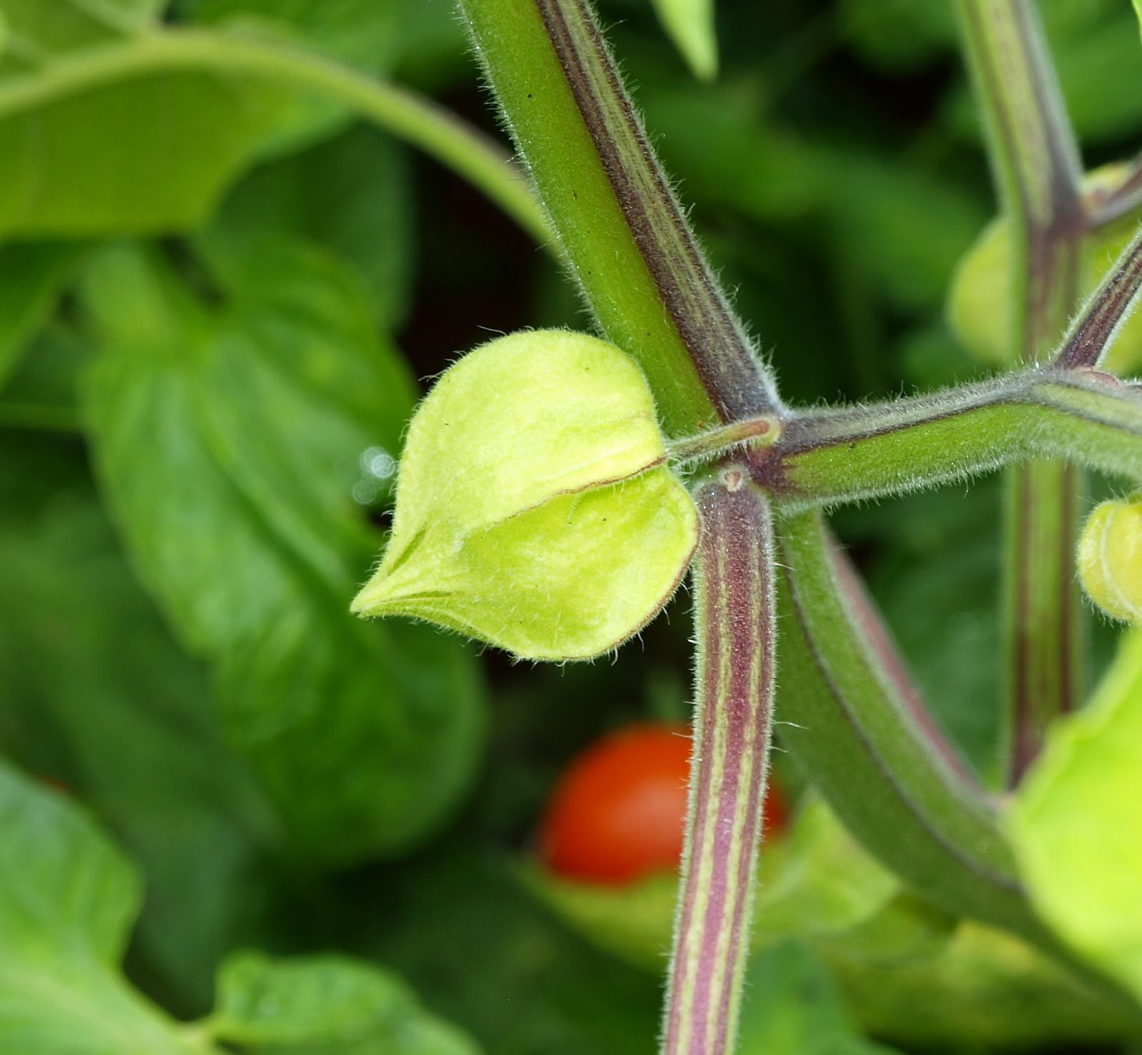 Mark's Veg Plot: Physalis