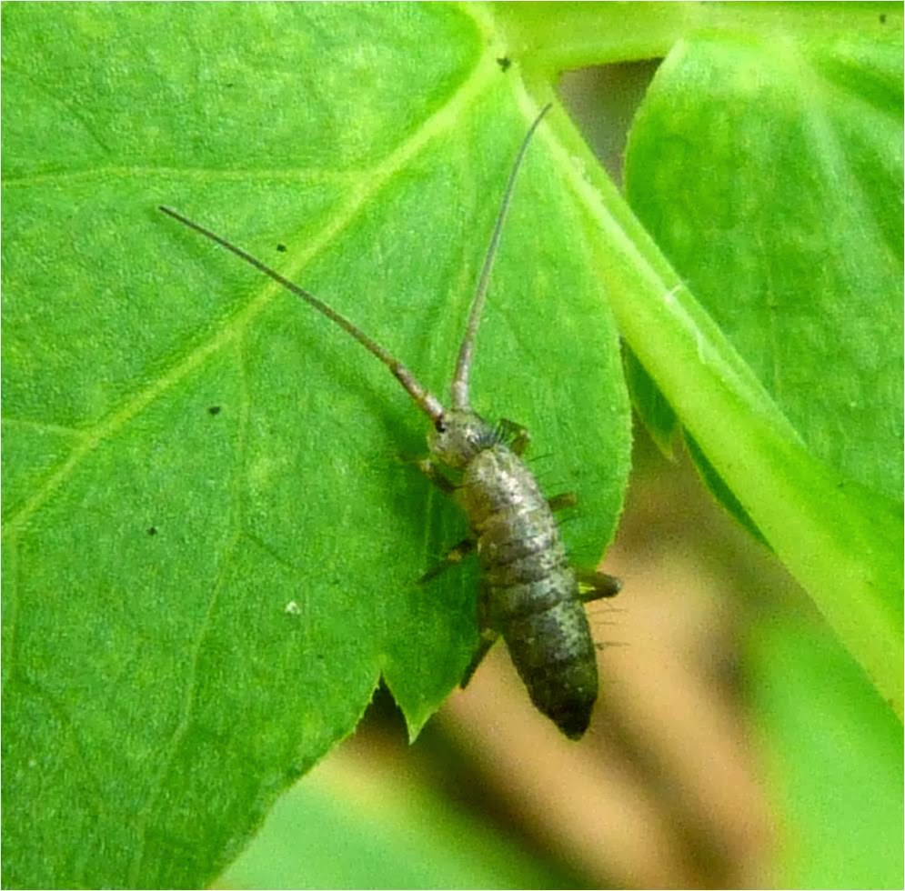 Insects of Scotland: Bristletails/Springtails
