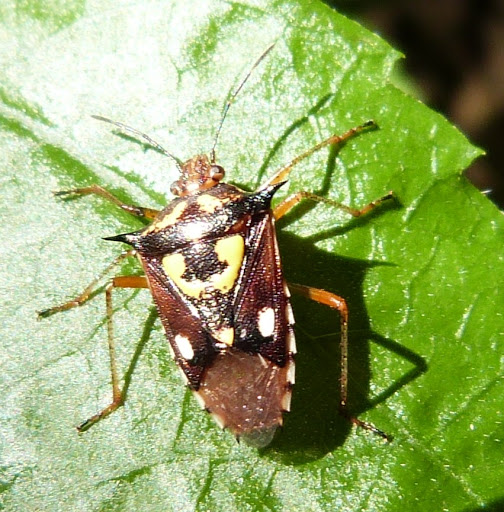 Argentina nativa: Chinche de las espigas (Oebalus poecilus)
