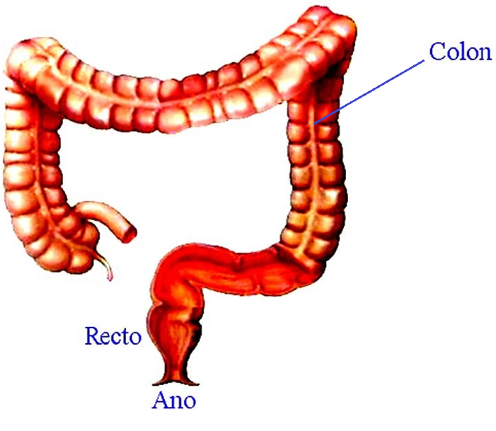Biología III: Aparato digestivo humano