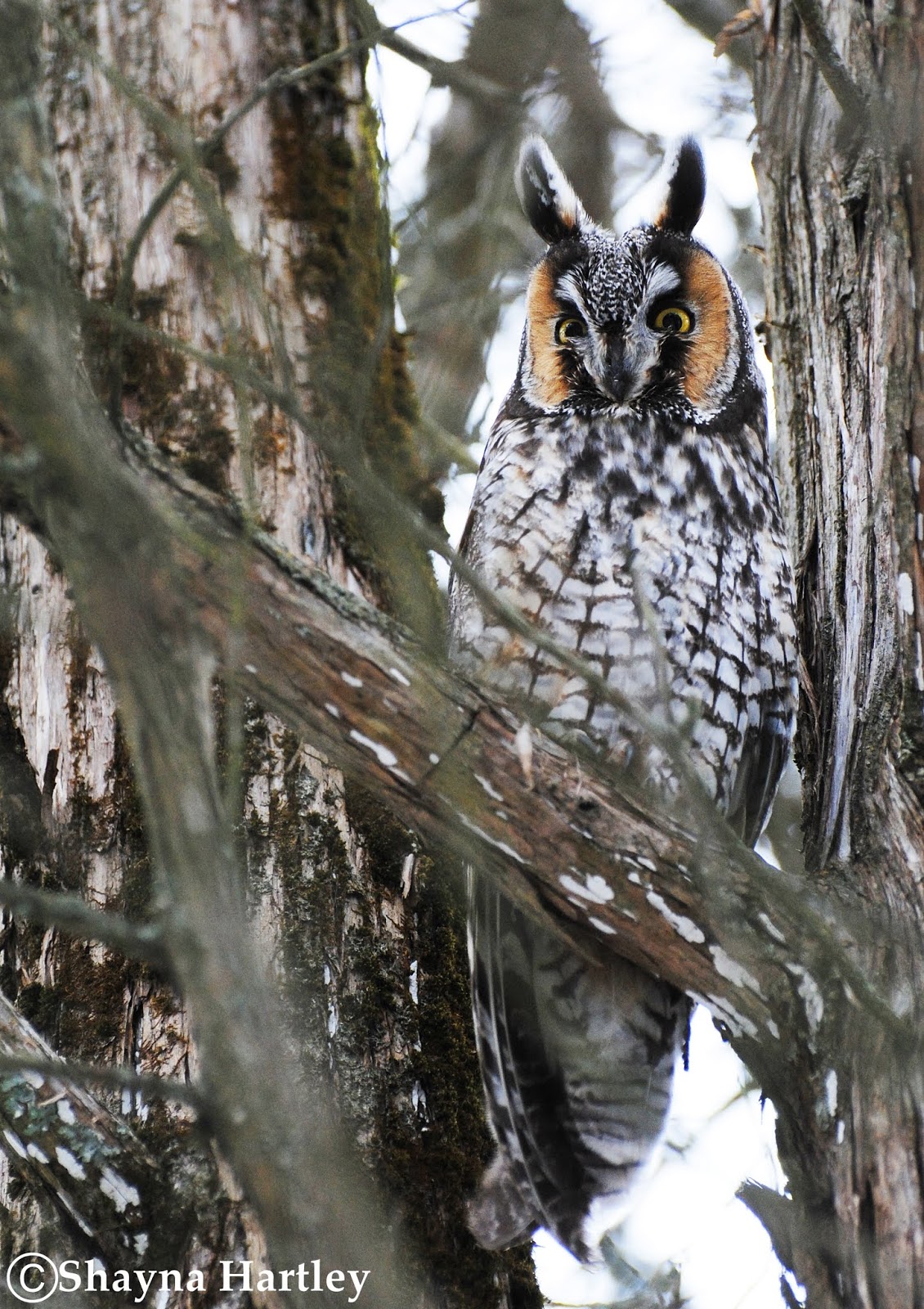 Day Shift Hawks and Night Shift Owls: How Their Work Varies | Nature ...