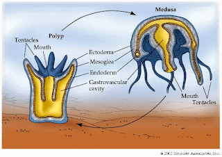 Micii biologi: Încrengătura Celenterata