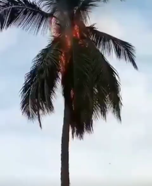 Stella Dimoko Korkus.com: Coconut Tree Burns Down After Thunder Strike..