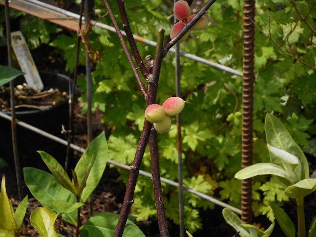 Gardening With Grace: Plant of the Week: Prunus mume 'Kobai'