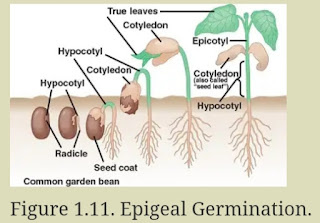 GROWTH : SEED GERMINATION