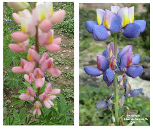 "AGRICULTURA ANDINA INKA": CULTIVO DE TARWI: Como Alternativa para la ...