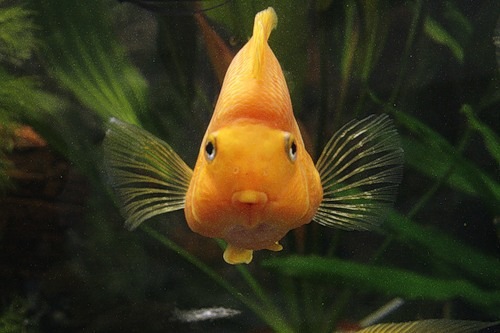 Best Cute Stuff: Cute Fish