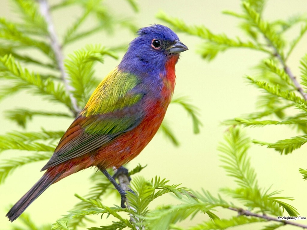 Jithu: The color of birds..