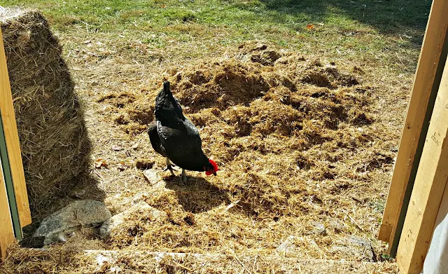 Easy Way to Extend the Life of your Chicken Coop Bedding - Fresh Eggs ...