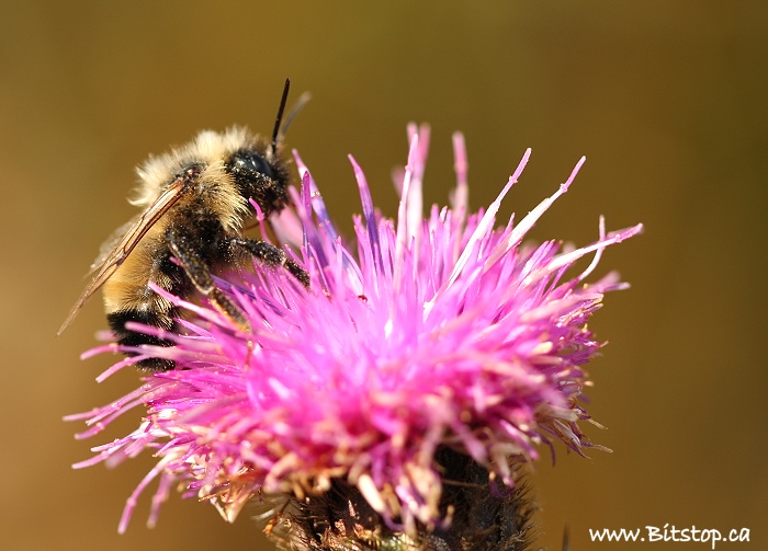 Bitstop: Autumn Insects