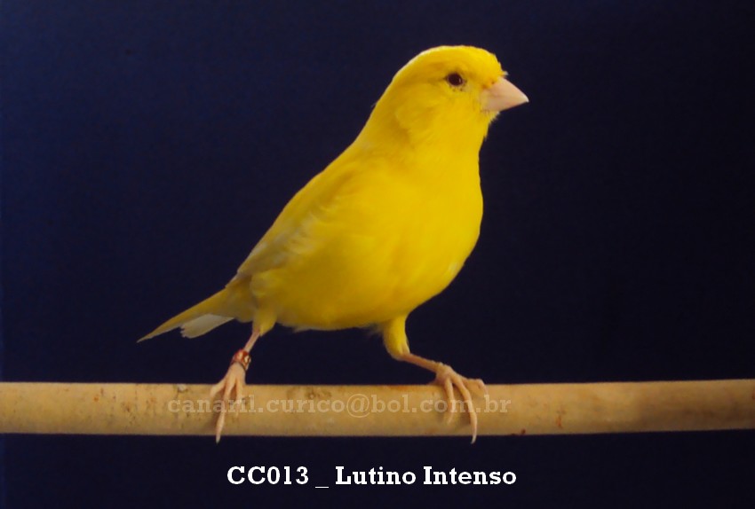Canaril Curico - Canário de Cor: Lutino Intenso - Filhotes 2011