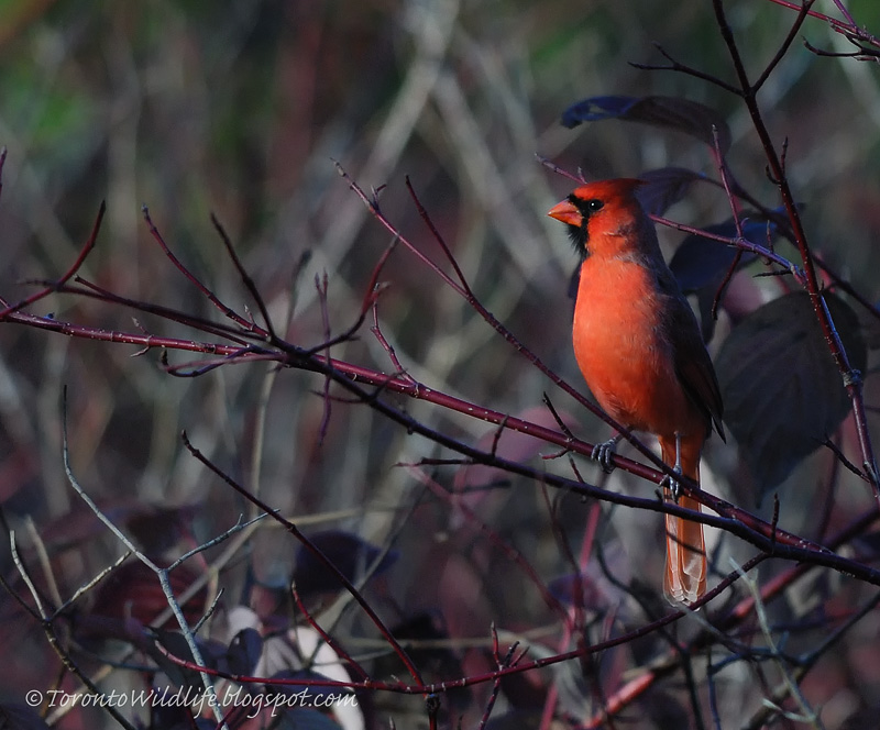 Toronto Wildlife: The Other Cardinals