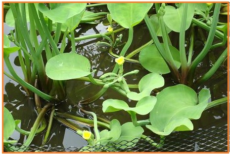 BIOLOGI GONZAGA: LIMNOCHARIS FLAVA - GENJER