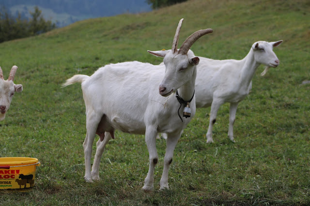 Pfauenziege GR: Kauf Verkauf HB Ziegen