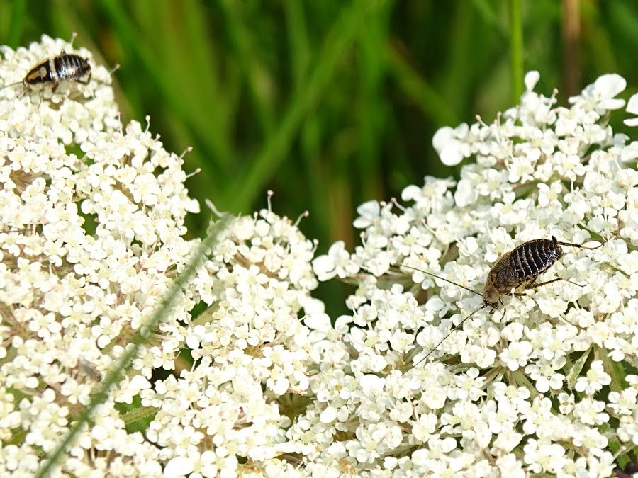 Port and Wey: Portland Insects C-E