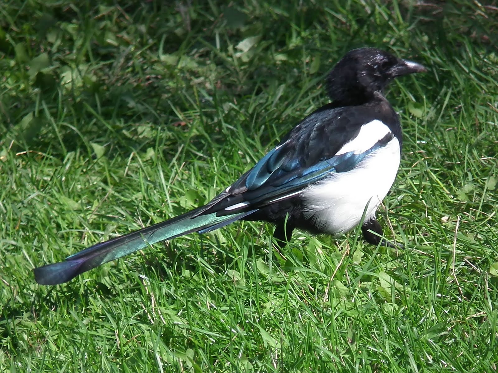 Warren's Blog: Wings on Wednesday...European Magpie