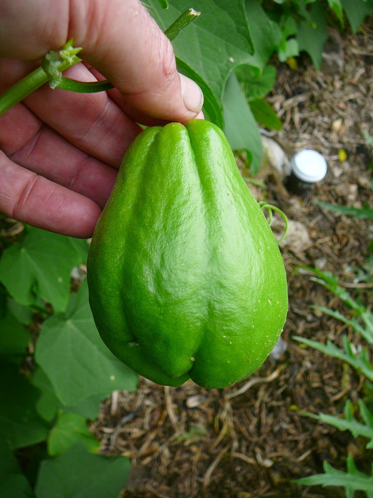 People, Plants, Landscapes: Choko or Chayote crop