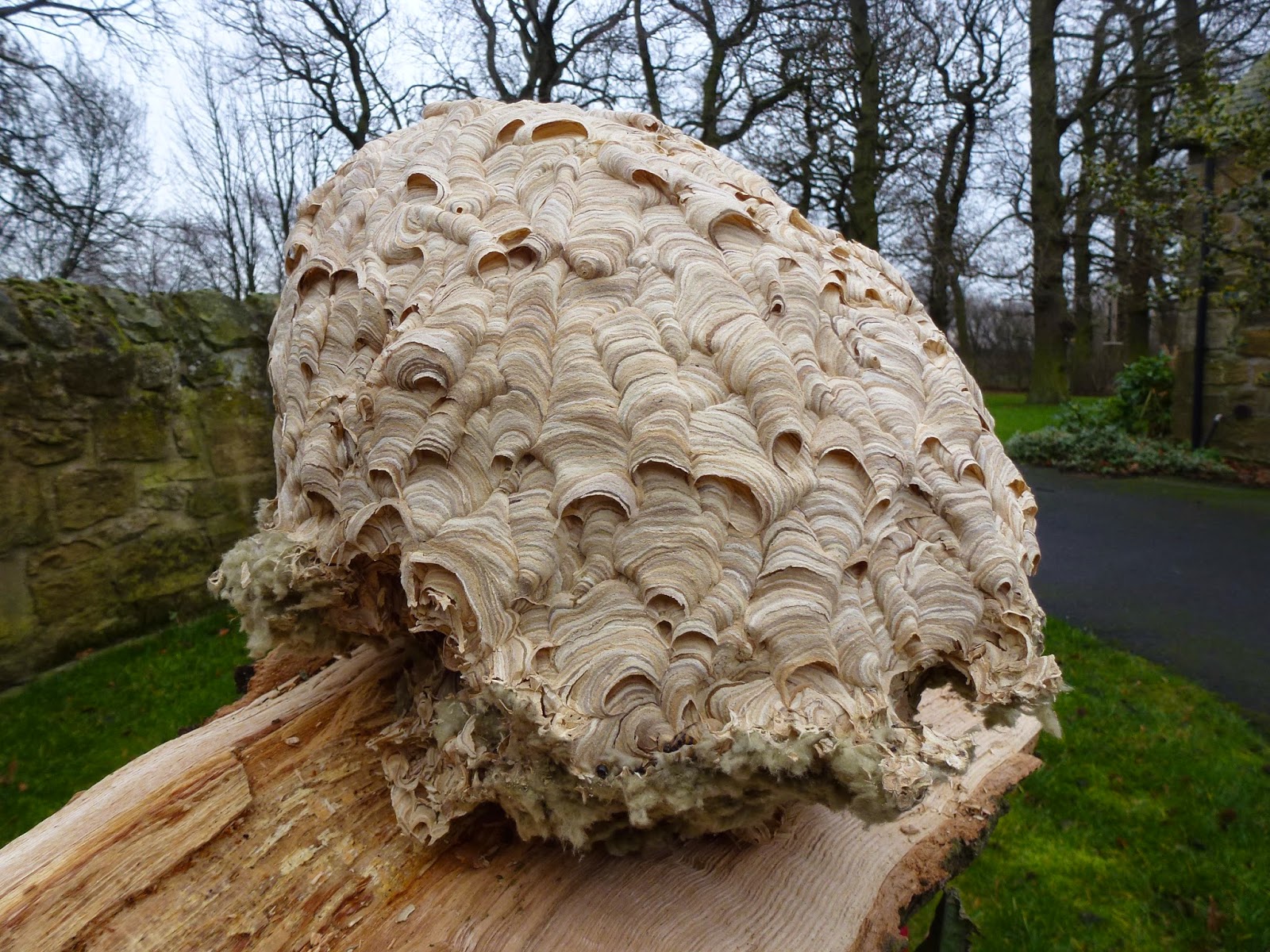 trogtrogblog-wasp-nest
