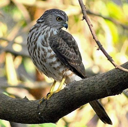 Besra | Birds of India | Bird World