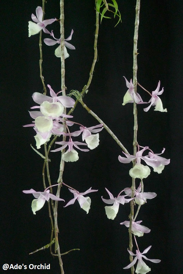 Ade's Orchid: Dendrobium aphyllum