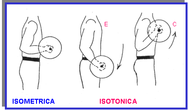 Dieta y Ejercicio: Fisiología Muscular