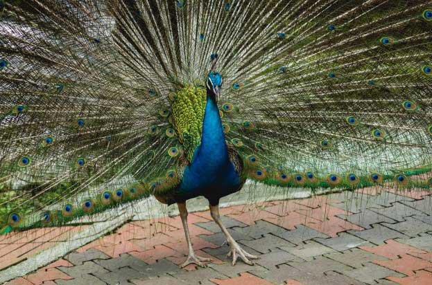 Mengenal Jenis Burung Merak dan Karakteristiknya, Lengkap!! - Rumah ...