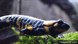 El Rincón del Pequeprofe: AMPHIBIANS