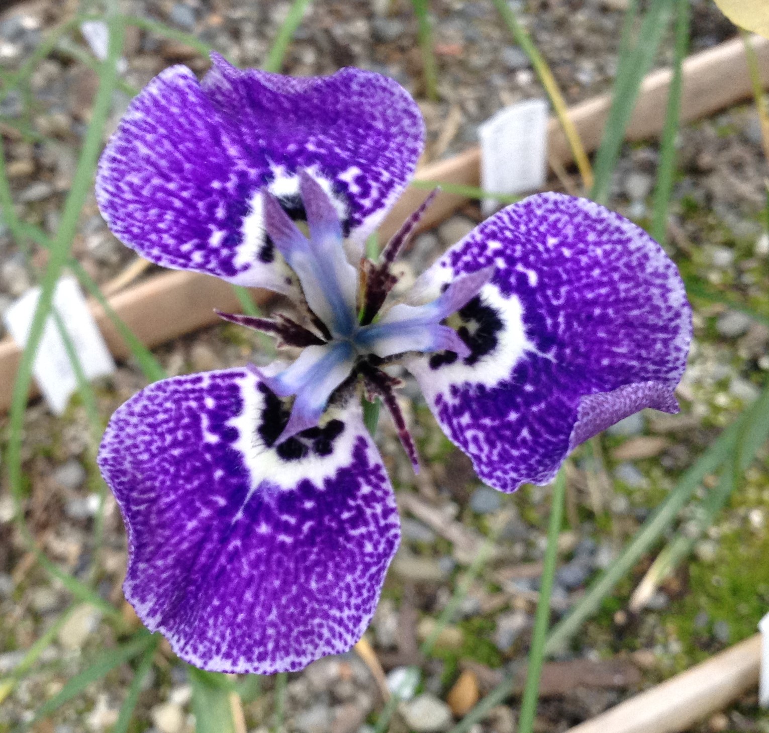 Growing Cool Plants: Moraea MM 13-116