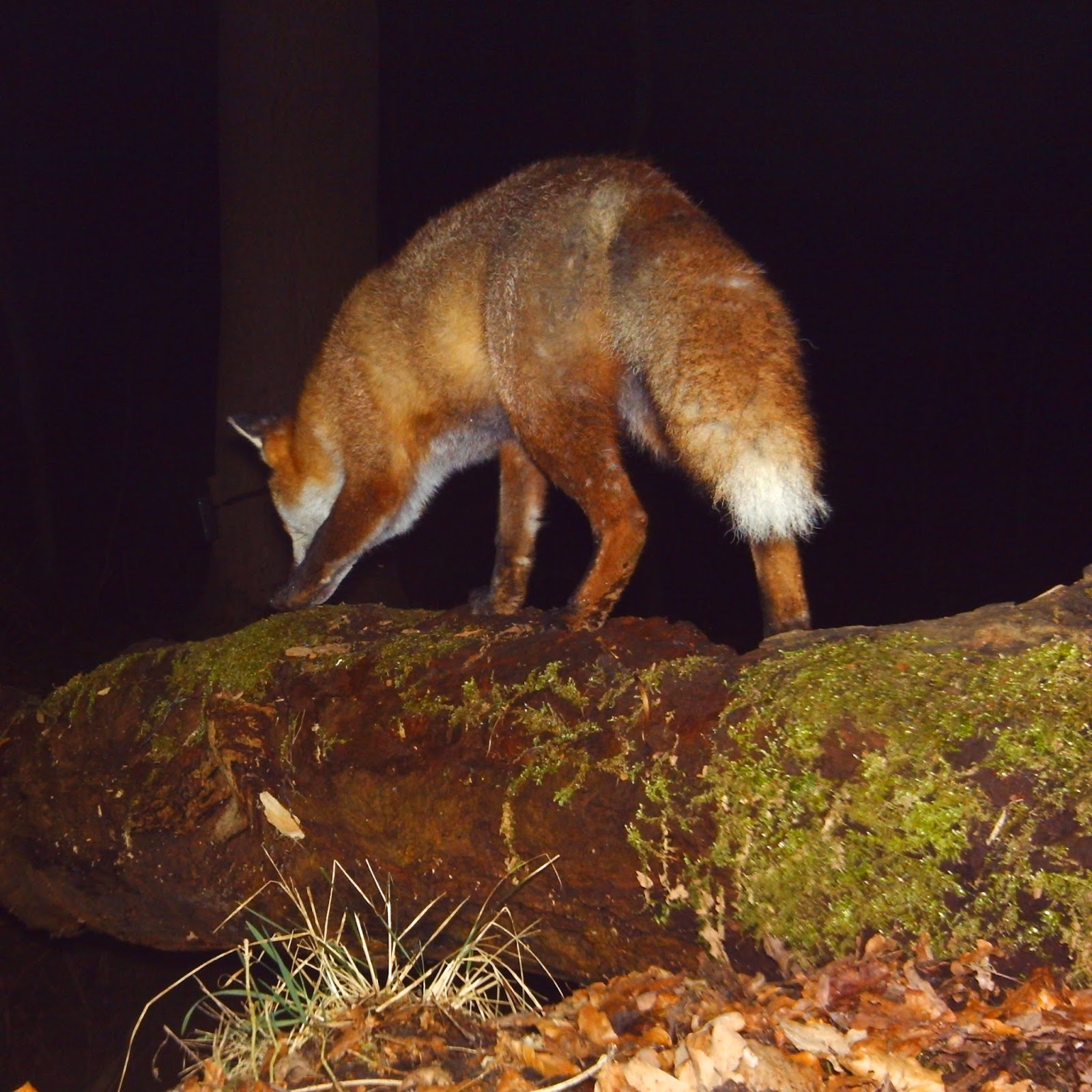 TrogTrogBlog: Night-time trail camera - Fox
