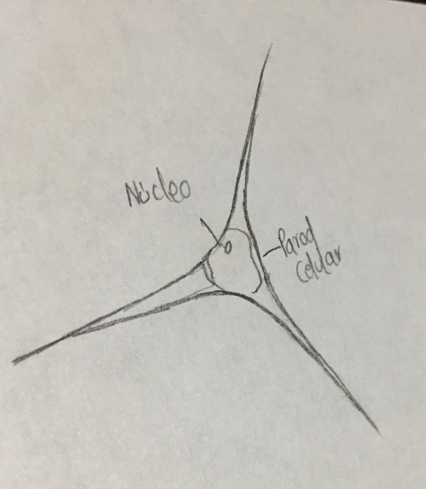 OBSERVACIÓN E IDENTIFICACIÓN DE ALGAS MICROSCÓPICAS PRESENTES EN AGUA DULCE
