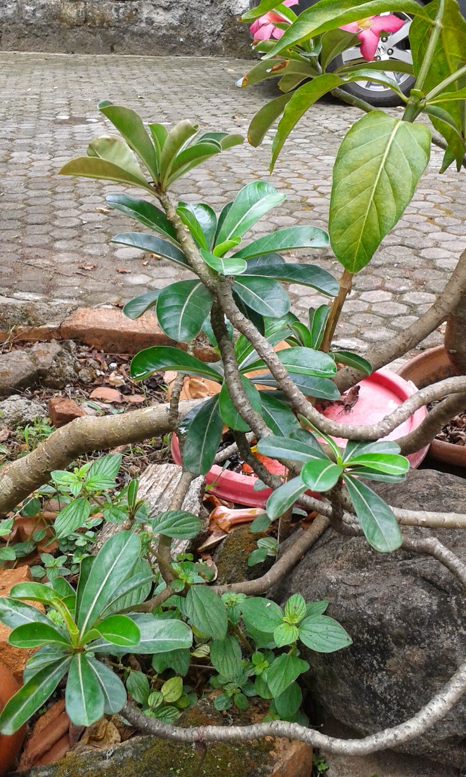 Mengenal Tanaman Bunga Kamboja | Juragan Tanaman